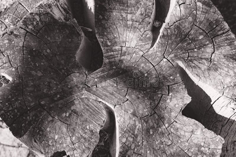 1,407 Tree Alpha Texture Stock Photos - Free & Royalty-Free Stock ...