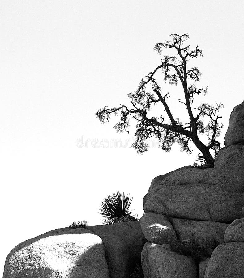 Black and White Tree and Rock Silhouettes Stock Image - Image of bright ...