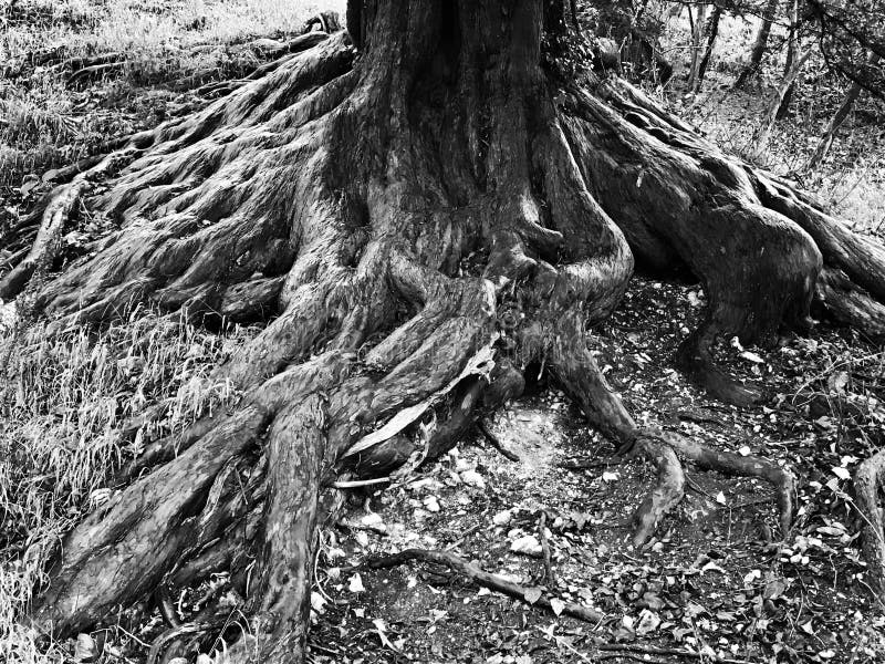 Black and white tree root stock photo. Image of black - 83498766