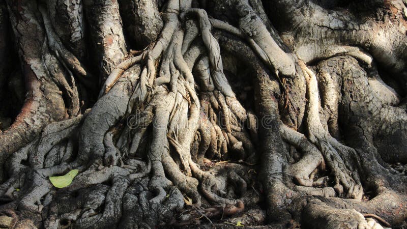 Black and White Tree Roots and Tree Bark Stock Image - Image of open ...