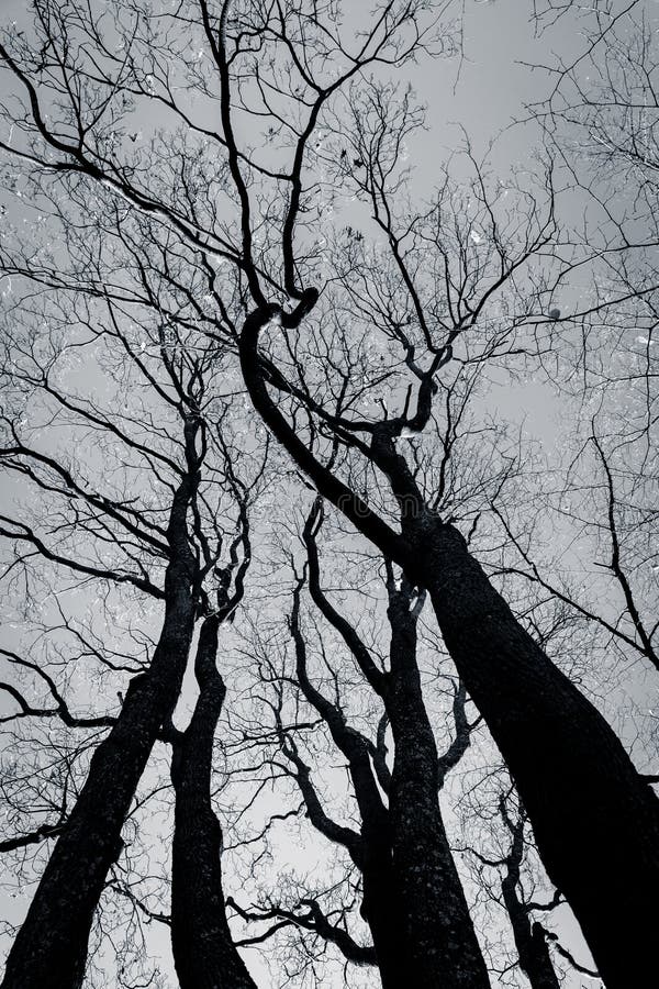 152 Nature Night Bw Stock Photos - Free & Royalty-Free Stock Photos ...