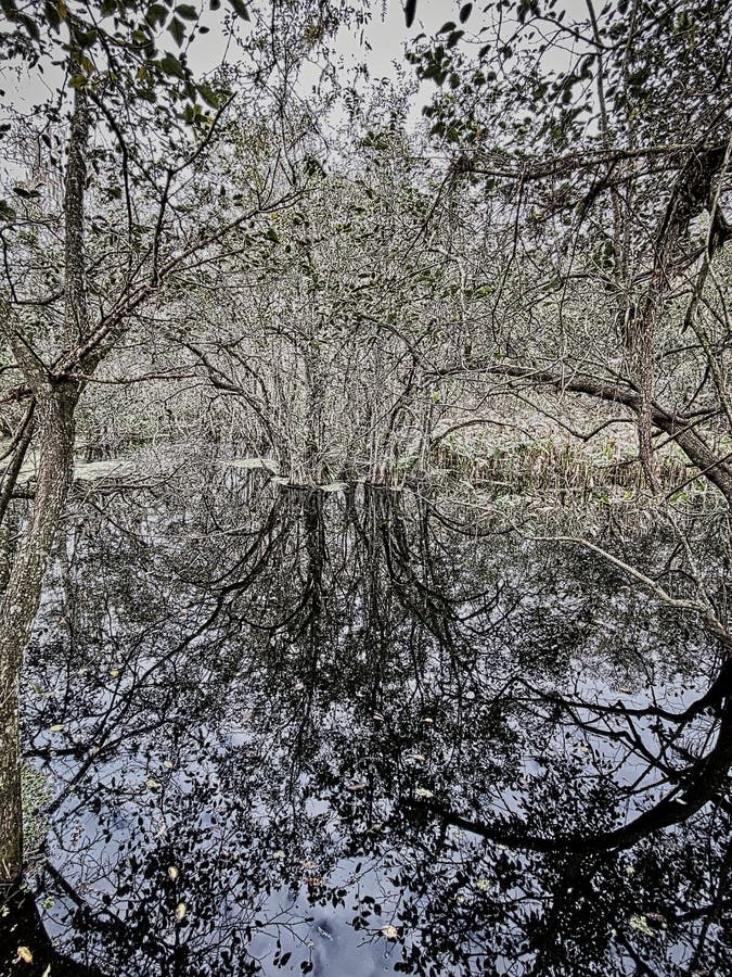 Black and White Swamp Trees Reflections Stock Photo - Image of white ...