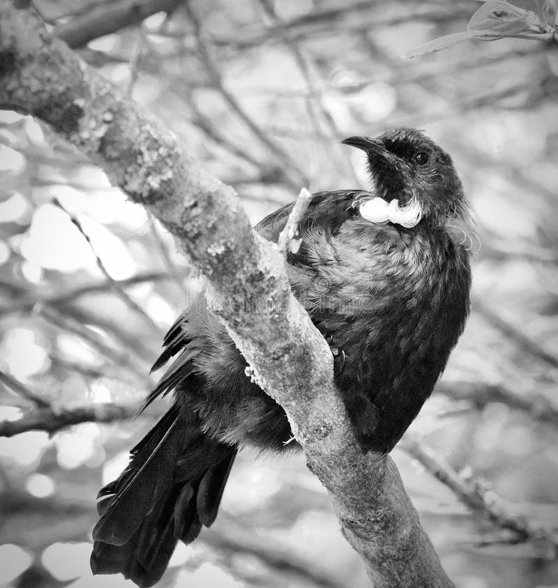 Black and White Tui Bird on Tree Branch Stock Photo - Image of park ...