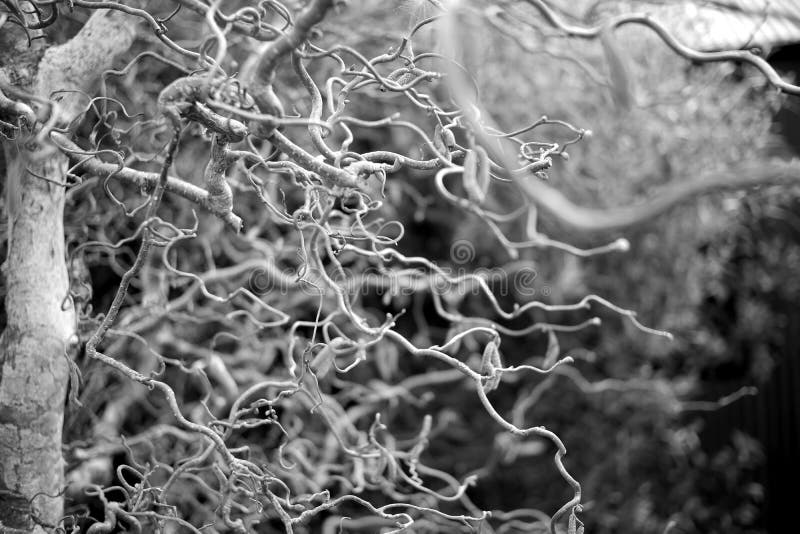 Black and White Twisted Tree Branches Spirals Twigs Stock Photo - Image ...