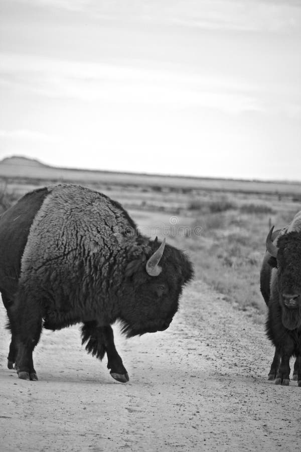Black and White of Two Bison on Flat Ground Stock Photo - Image of ...