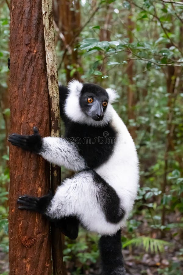 A Black and White Vari in the Close-up, Portrait Stock Image - Image of ...