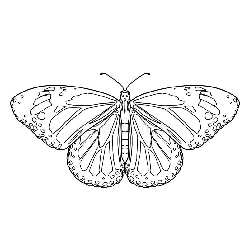 Monarch Butterfly Line Drawing Stock Illustrations – 1,820 Monarch ...