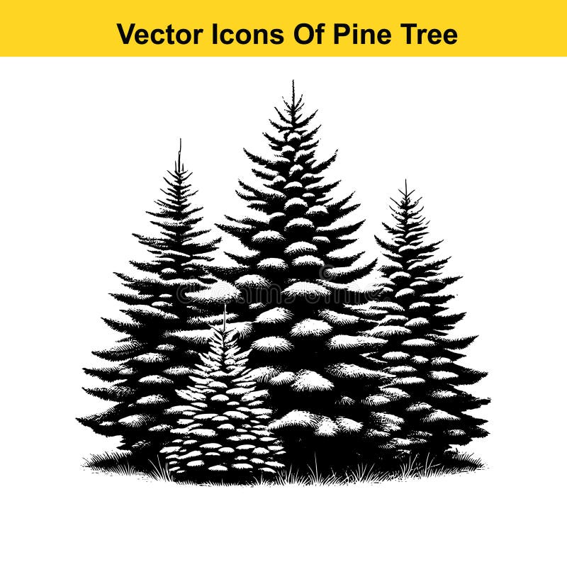 Realistic Trio of Pine Trees – Black and White Vector Line Art for ...