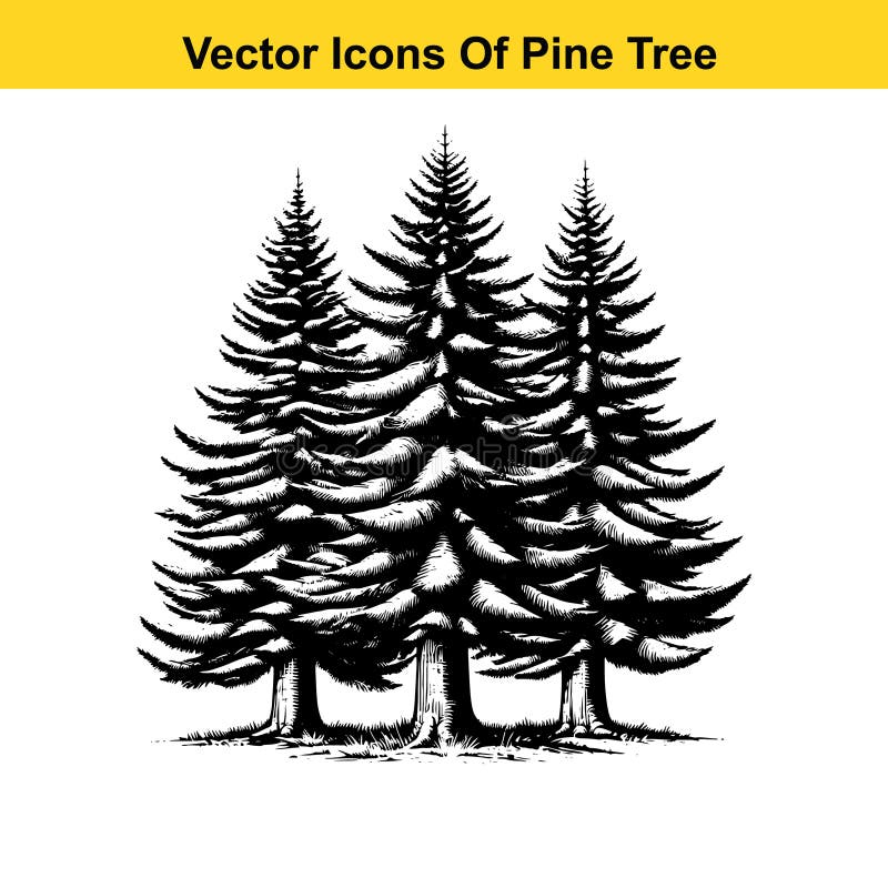 Realistic Trio of Pine Trees – Black and White Vector Line Art for ...
