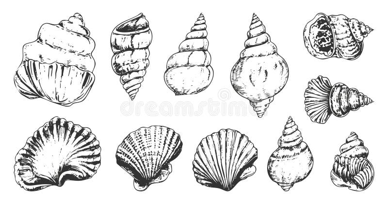 Black and White Vector Illustration of Various Seashells. Stock ...