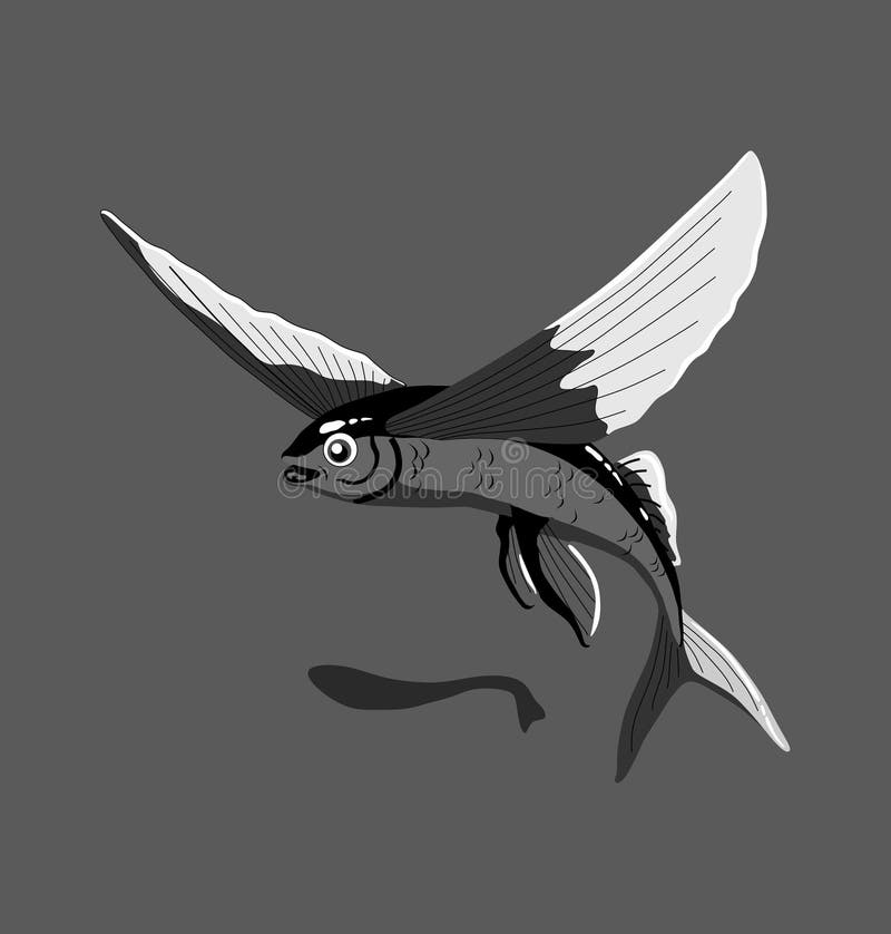 Black and White Vector Image of a Flying Fish Stock Vector ...