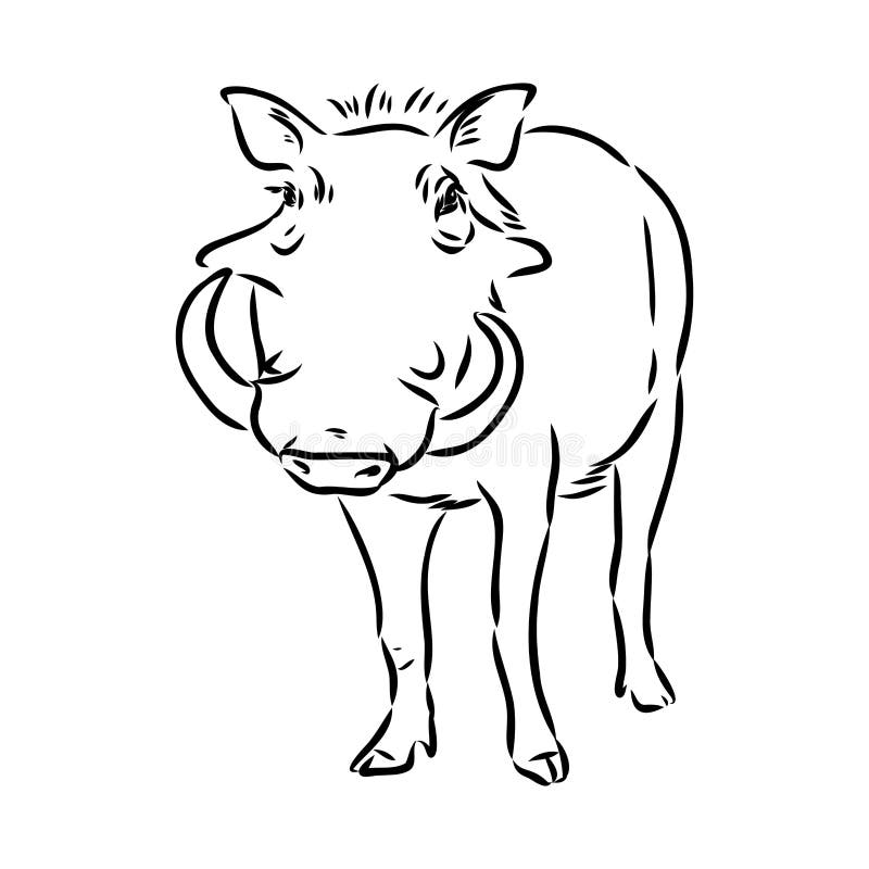 Black and White Vector Line Drawing of a Warthog Stock Vector ...