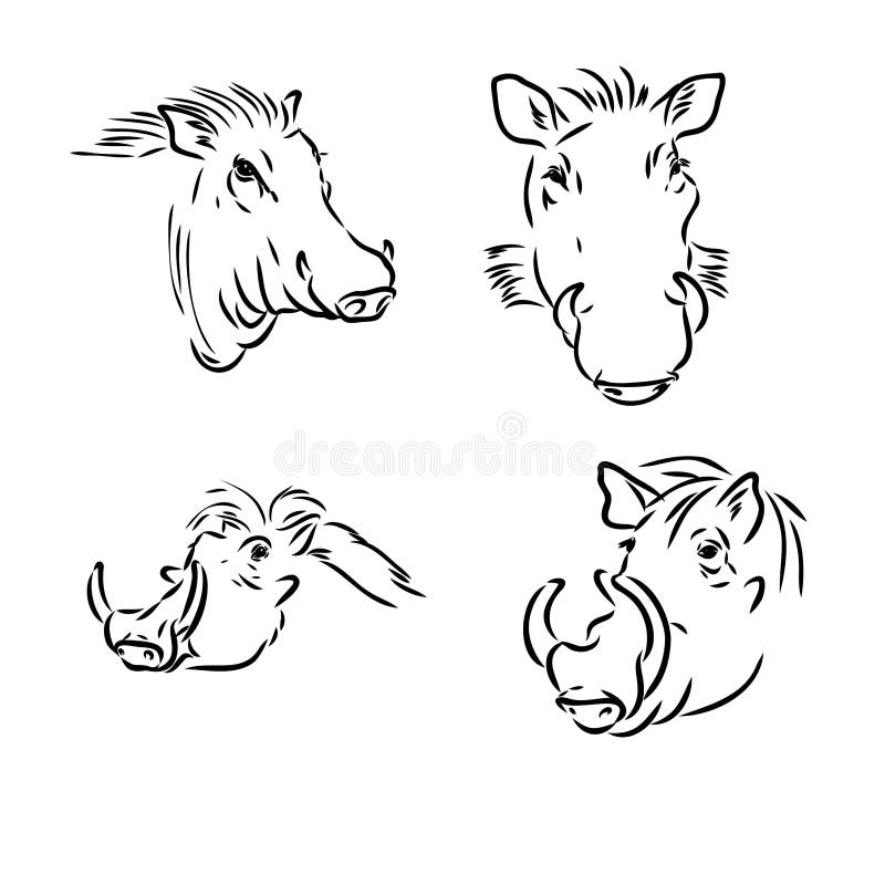 Black and White Vector Line Drawing of a Warthog S Face Stock Vector ...