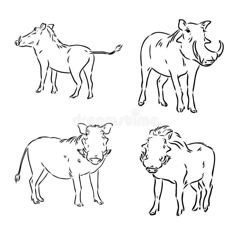 Black and White Vector Line Drawing of a Warthog S Face Stock Vector ...