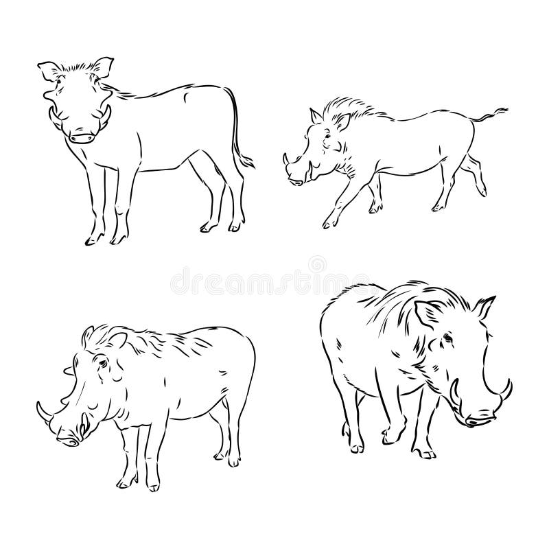 Black and White Vector Line Drawing of a Warthog S Face Stock Vector ...