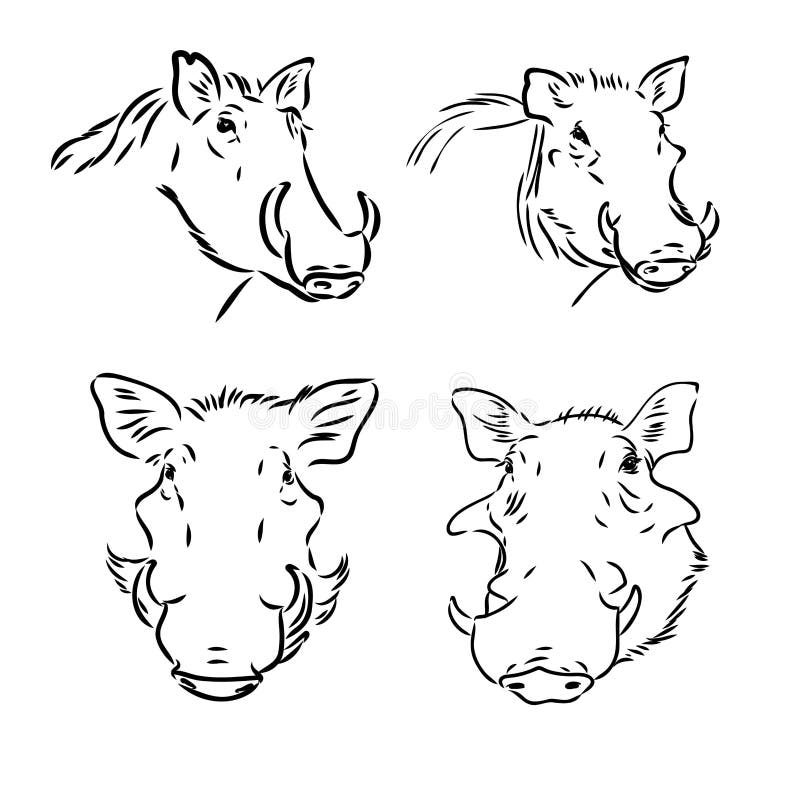 Black and White Vector Line Drawing of a Warthog S Face Stock Vector ...