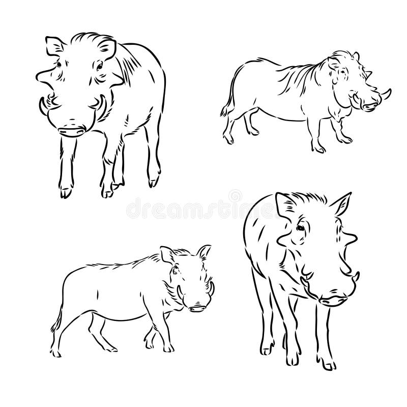 Black and White Vector Line Drawing of a Warthog S Face Stock ...