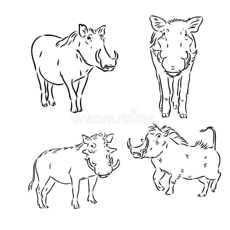 Black and White Vector Line Drawing of a Warthog S Face Stock ...