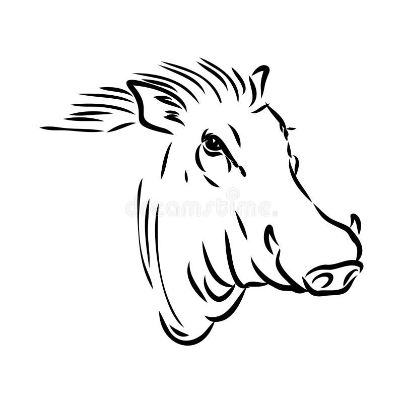Black and White Vector Line Drawing of a Warthog Stock Vector ...