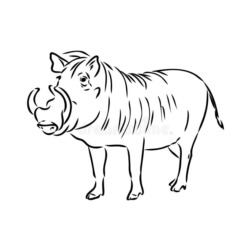 Black and White Vector Line Drawing of a Warthog Stock Vector ...