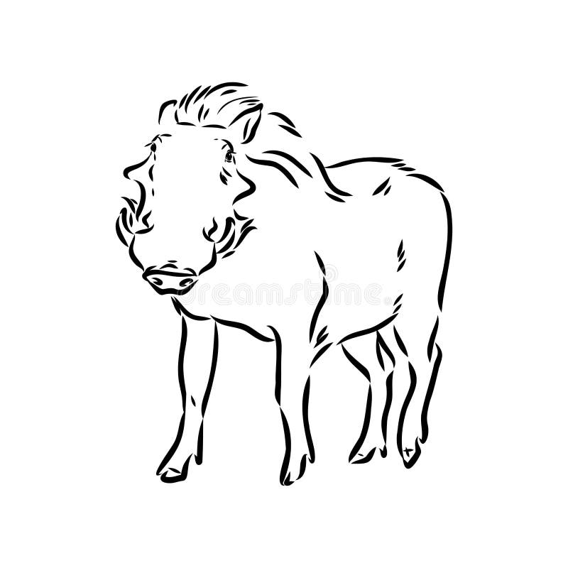 Black and White Vector Line Drawing of a Warthog Stock Vector ...