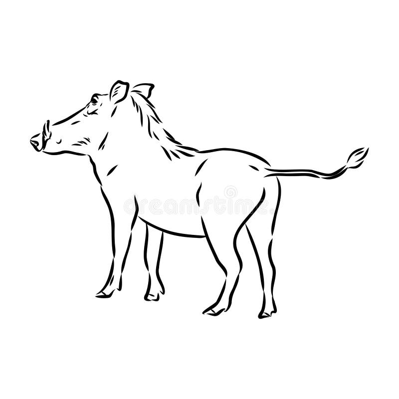 Black and White Vector Line Drawing of a Warthog Stock Vector ...