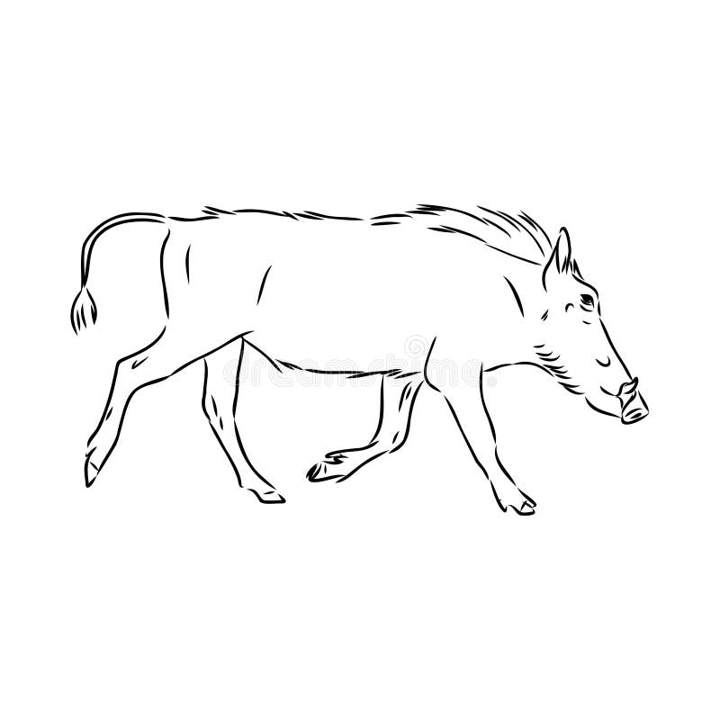 Black and White Vector Line Drawing of a Warthog Stock Vector ...