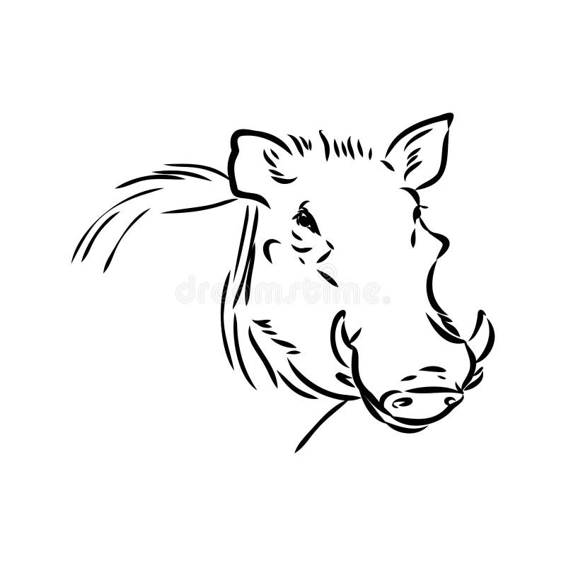 Black and White Vector Line Drawing of a Warthog Stock Vector ...