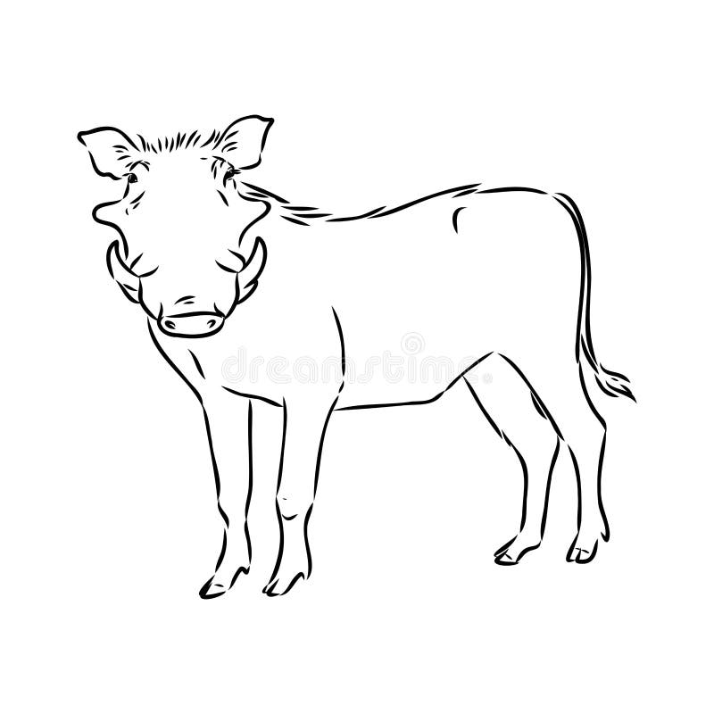 Black and White Vector Line Drawing of a Warthog Stock Vector ...