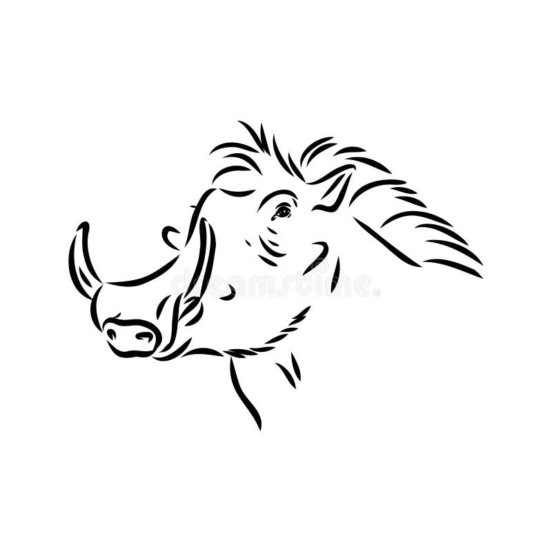 Black and White Vector Line Drawing of a Warthog Stock Vector ...