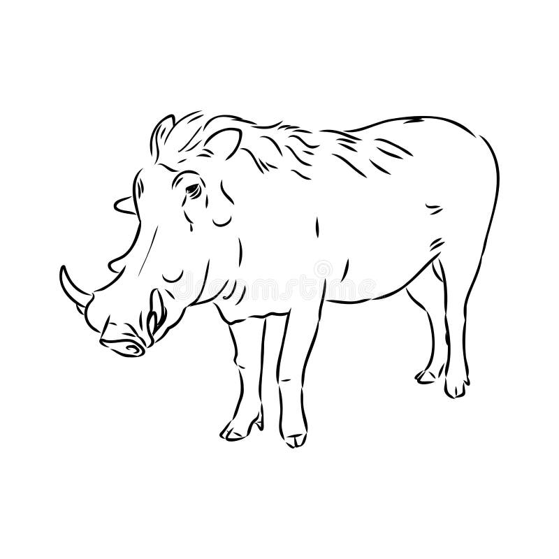 Black and White Vector Line Drawing of a Warthog Stock Vector ...