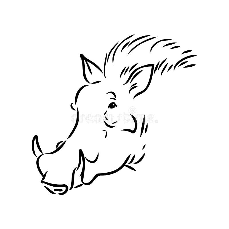 Black and White Vector Line Drawing of a Warthog Stock Vector ...