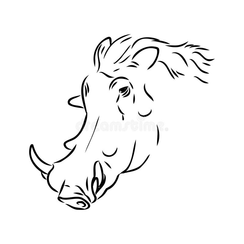 Black and White Vector Line Drawing of a Warthog Stock Vector ...