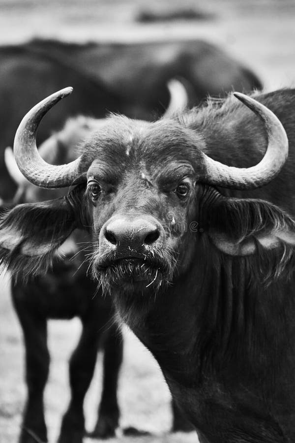 Black and White View of African Buffalo in the Savannas Stock Image ...