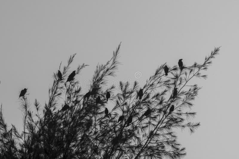 Black and White View of Birds on the Tree Stock Photo - Image of ...