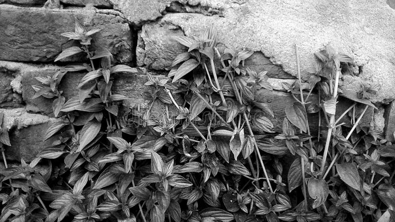 Black and White View of a Damping Wall Stock Photo - Image of branch ...
