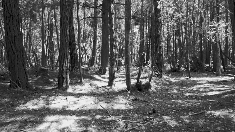 Black and White View of a Dense Forest with Tall Trees Casting Shadows ...