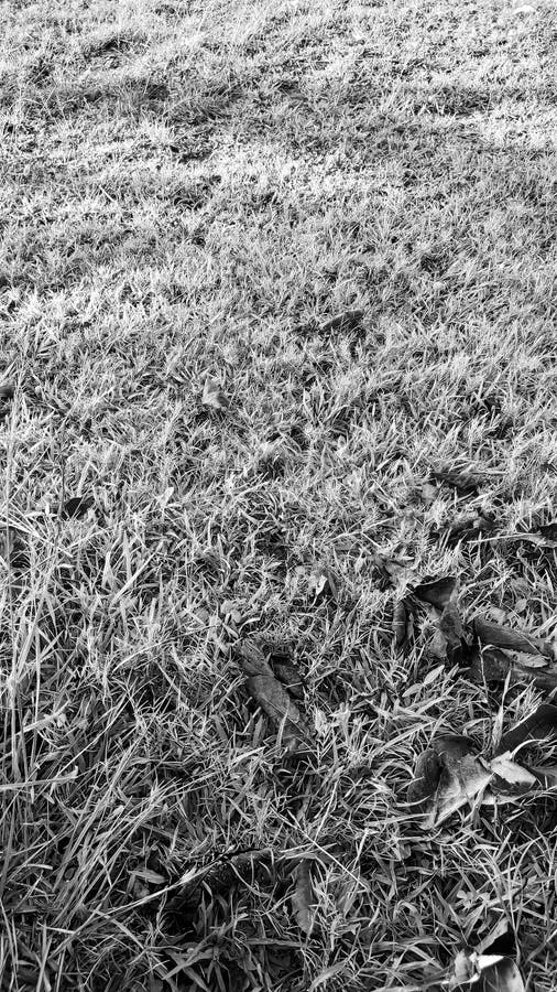 Black and White View of Grass Field Stock Image - Image of beautiful ...