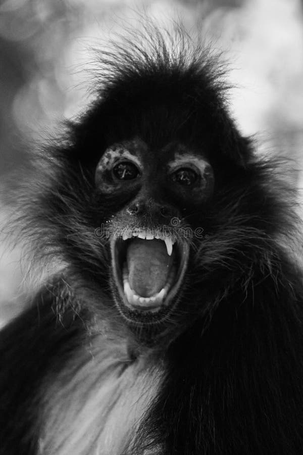 Black and White View of a Monkey Stock Image - Image of mammal ...