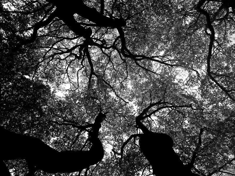Black and White View of Tree Branches Stock Image - Image of woods ...