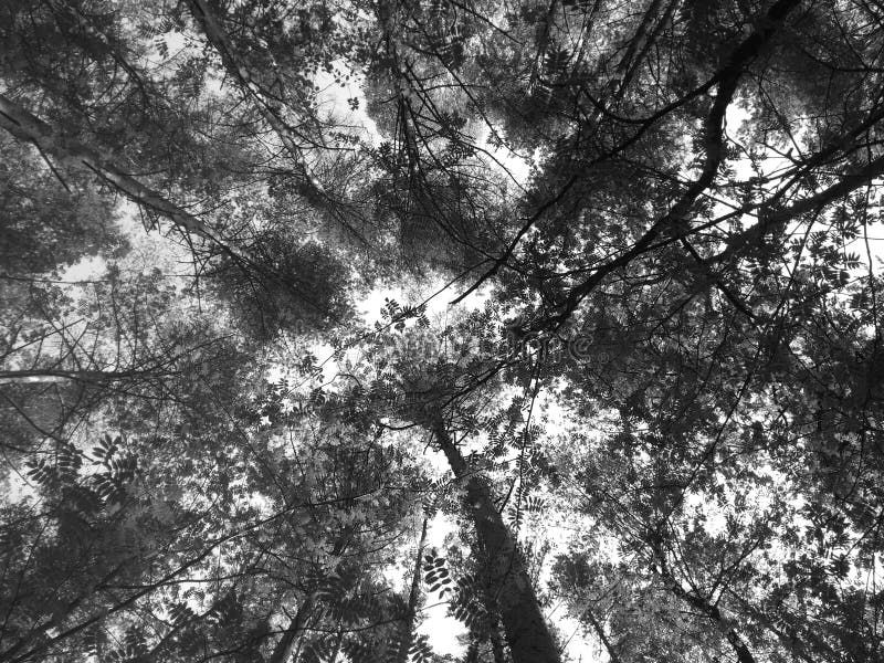 Black and White View on Trees Stock Image - Image of woodland, plant ...