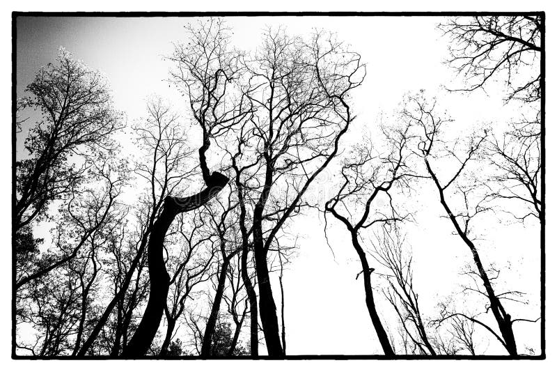 Black-white View of Trees with No Leaves. Still Life Stock Image ...