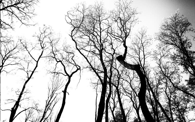 Black-white View of Trees with No Leaves. Still Life Stock Image ...