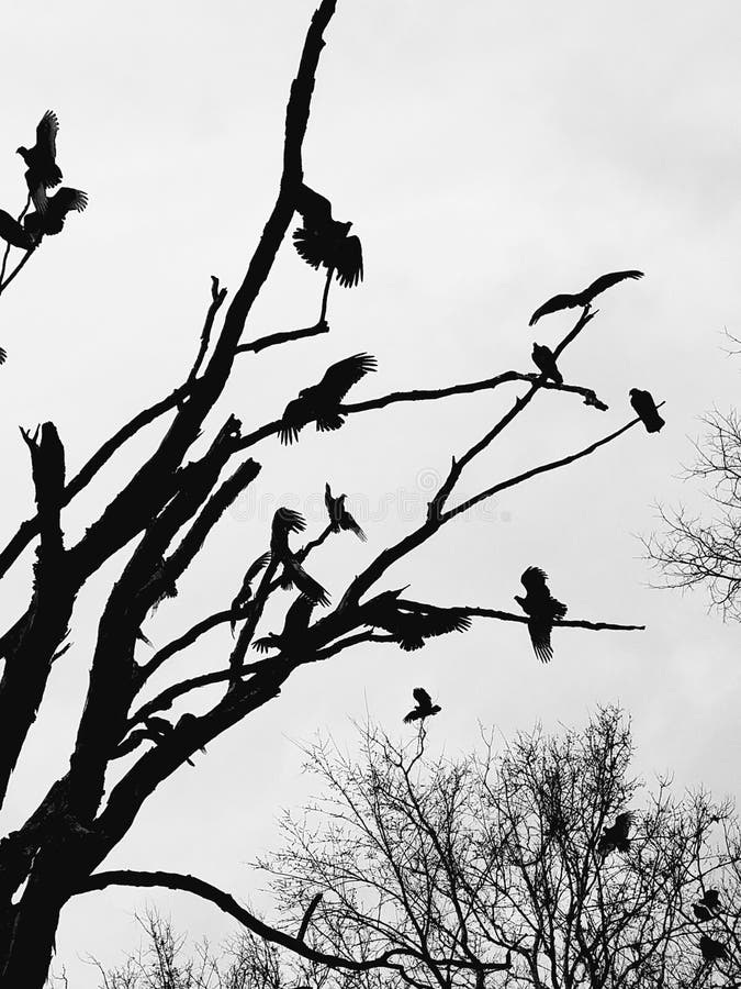 Birds Drying Their Wings on an Anchor Rope Stock Image - Image of ...
