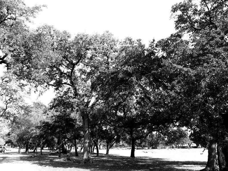 A Black and White Walk in the Park Stock Photo - Image of monochrome ...