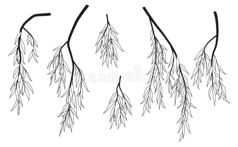 Weeping Willow Leaf Drawing Willow Tree Drawing Images – Browse