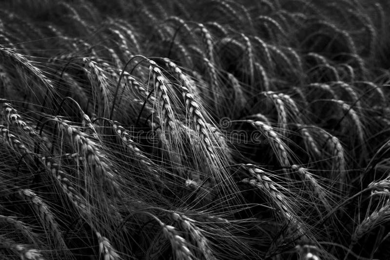 Black and White Wheat Field Stock Image - Image of summer, silhouette ...