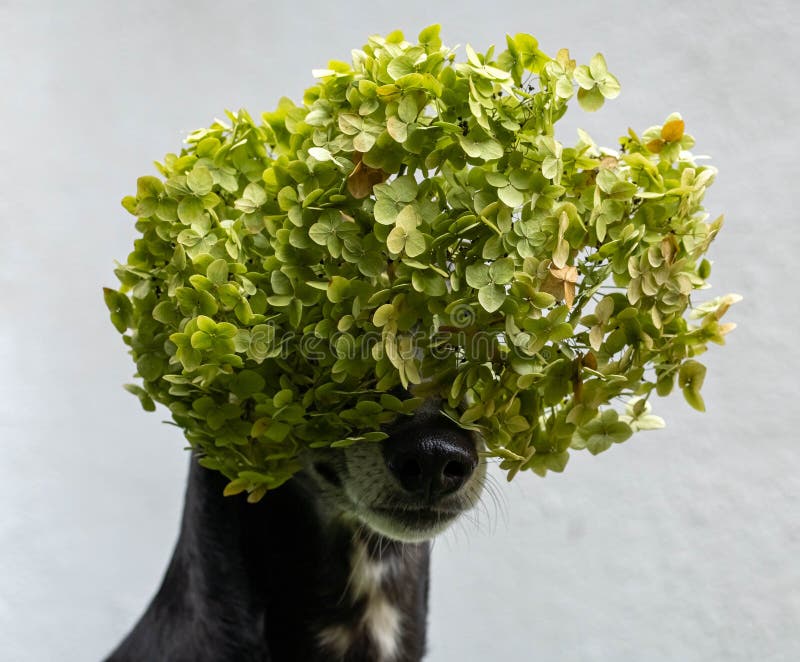 Black and White Whippet Dog with Hydrangea Bloom Stock Image - Image of ...