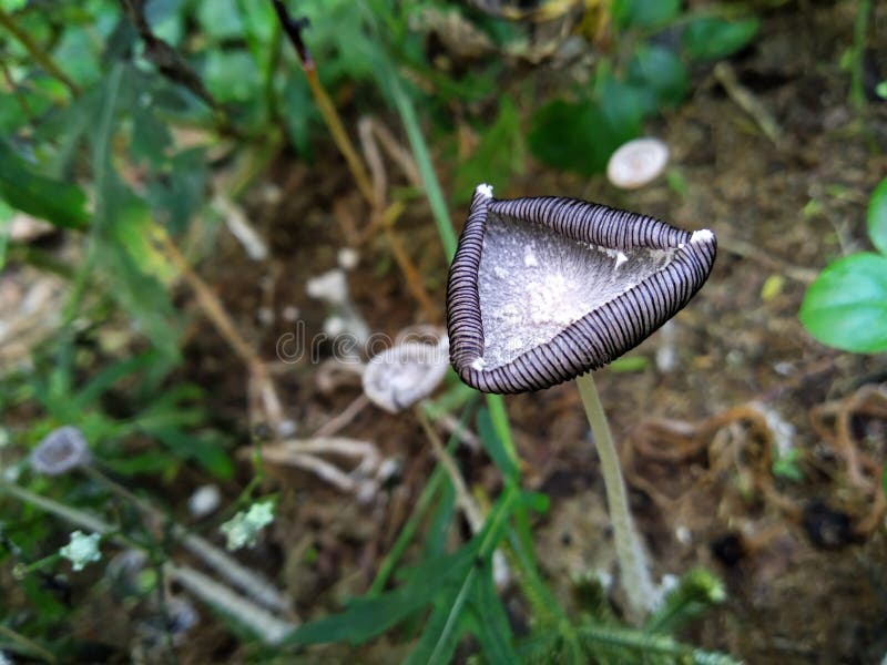 Black and White Wild Mushroom Side View Image Stock Image - Image of ...