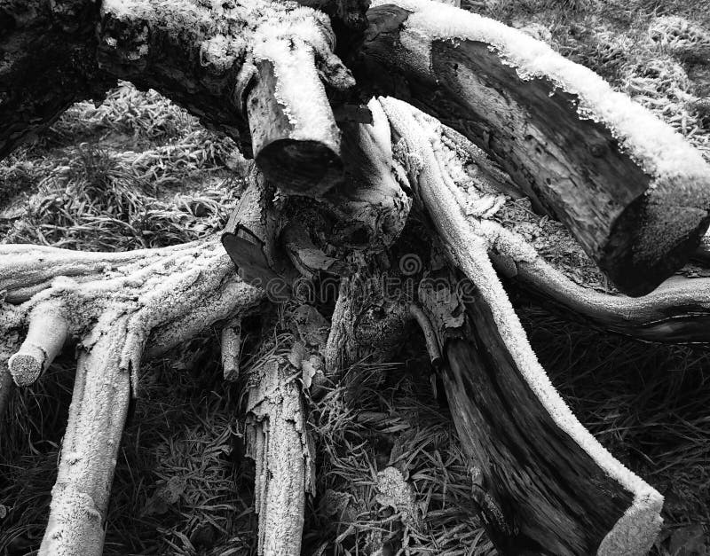 Black White Winter Forest Trees Abstract Backgrounds Stock Photo ...